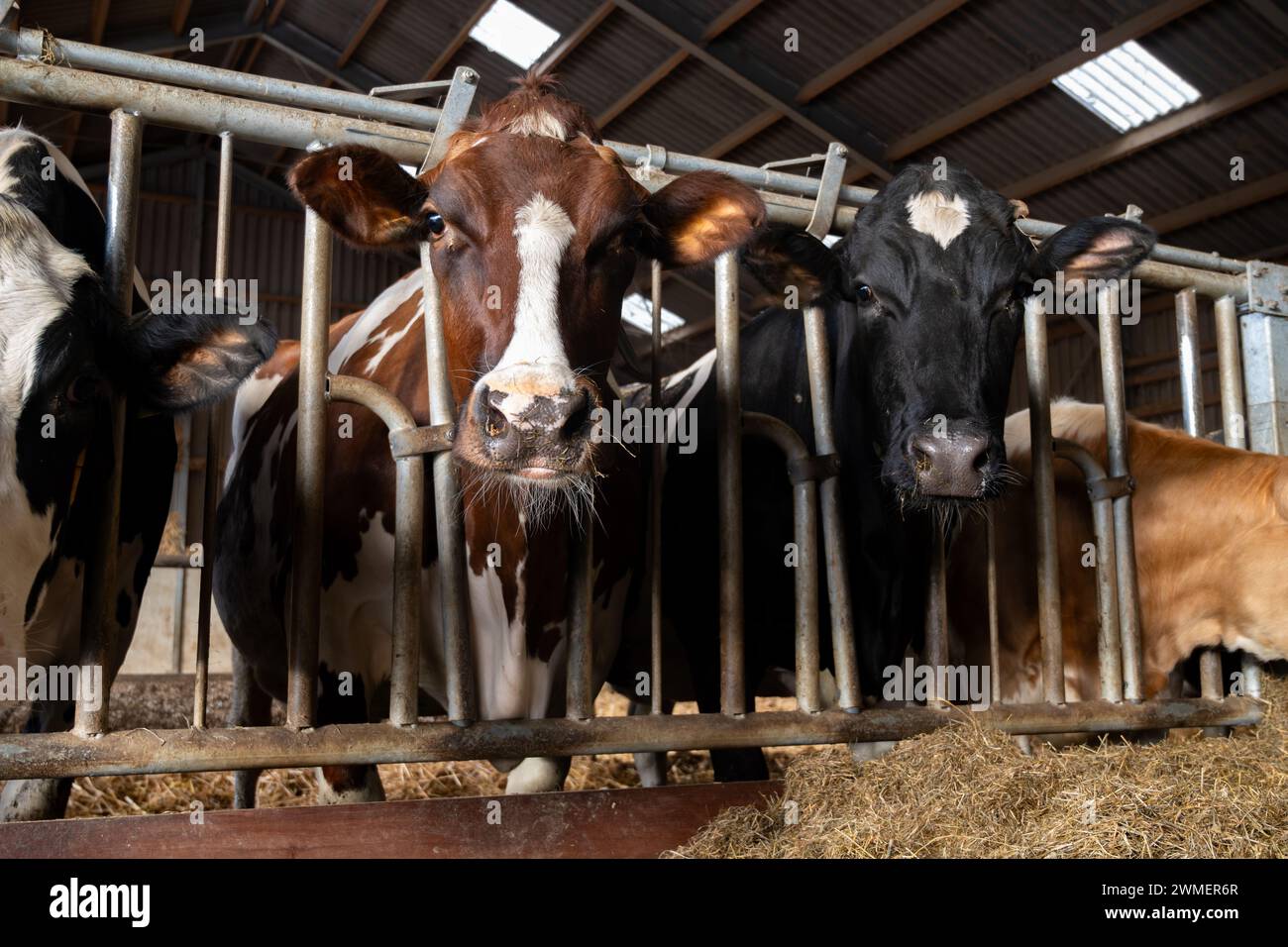 Feeding of cows on organic cheese farm in Netherlands, dutch gouda hard ...