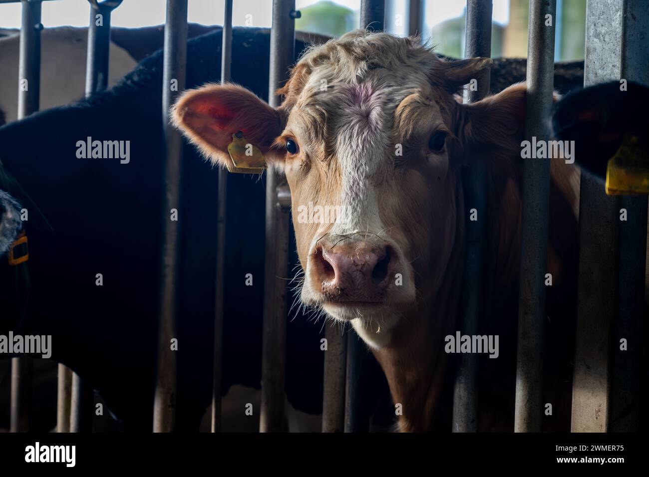 Feeding of cows on organic cheese farm in Netherlands, dutch gouda hard ...