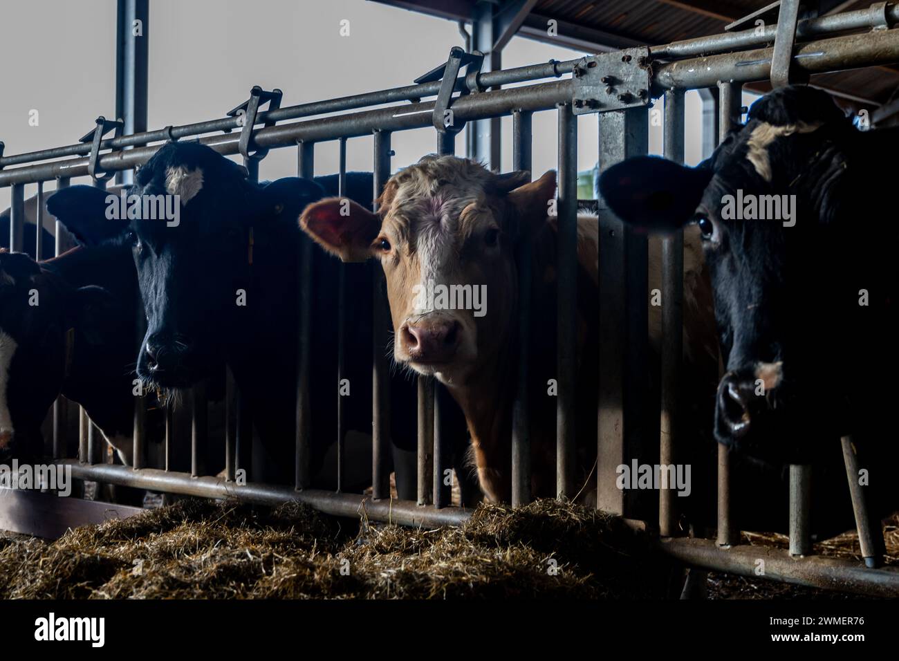 Feeding of cows on organic cheese farm in Netherlands, dutch gouda hard ...