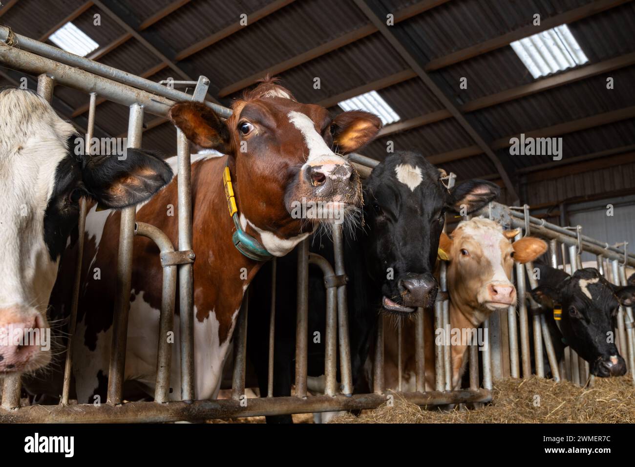 Feeding of cows on organic cheese farm in Netherlands, dutch gouda hard ...