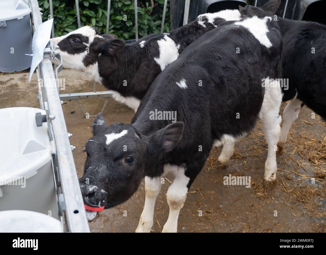Cow breeding, little calfs sucking milk on organic cheese farm in ...