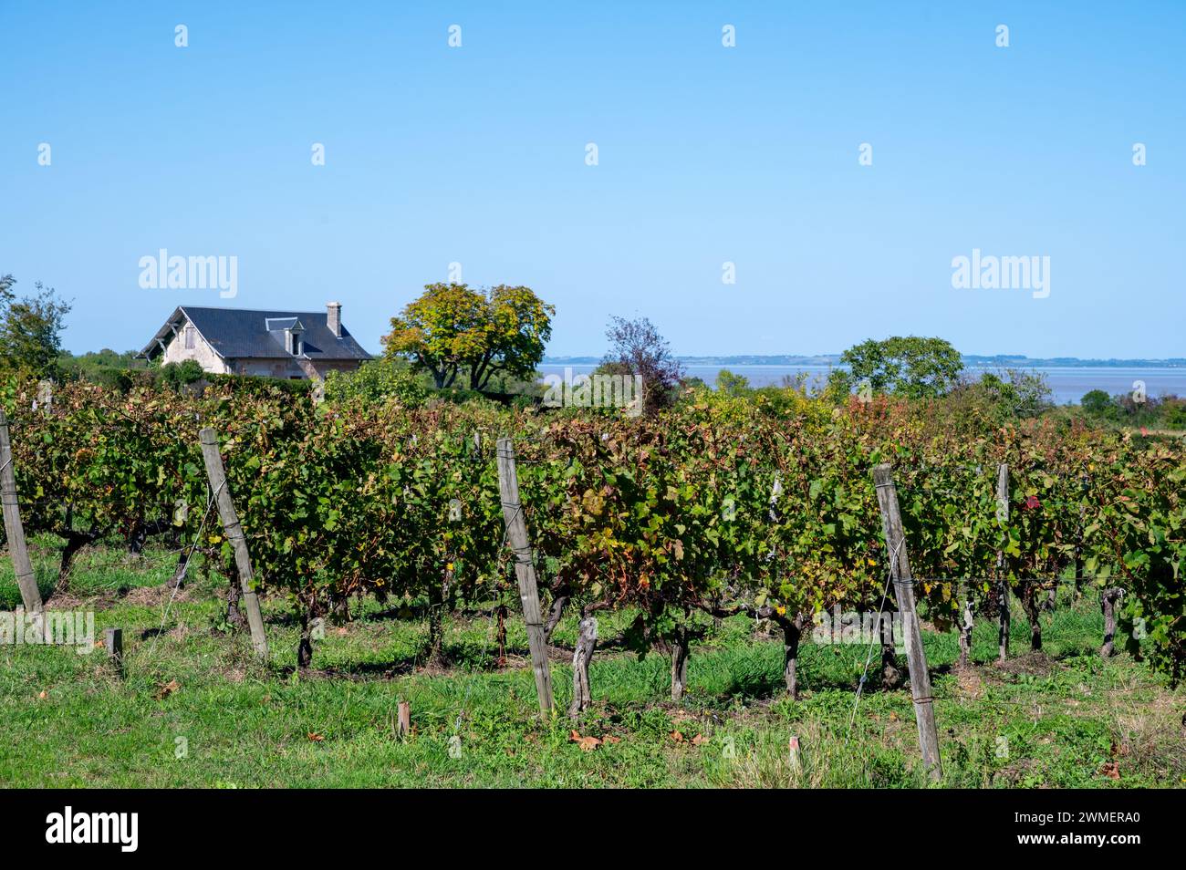 Harvest time on green vineyards, wine domain or chateau in Haut-Medoc ...