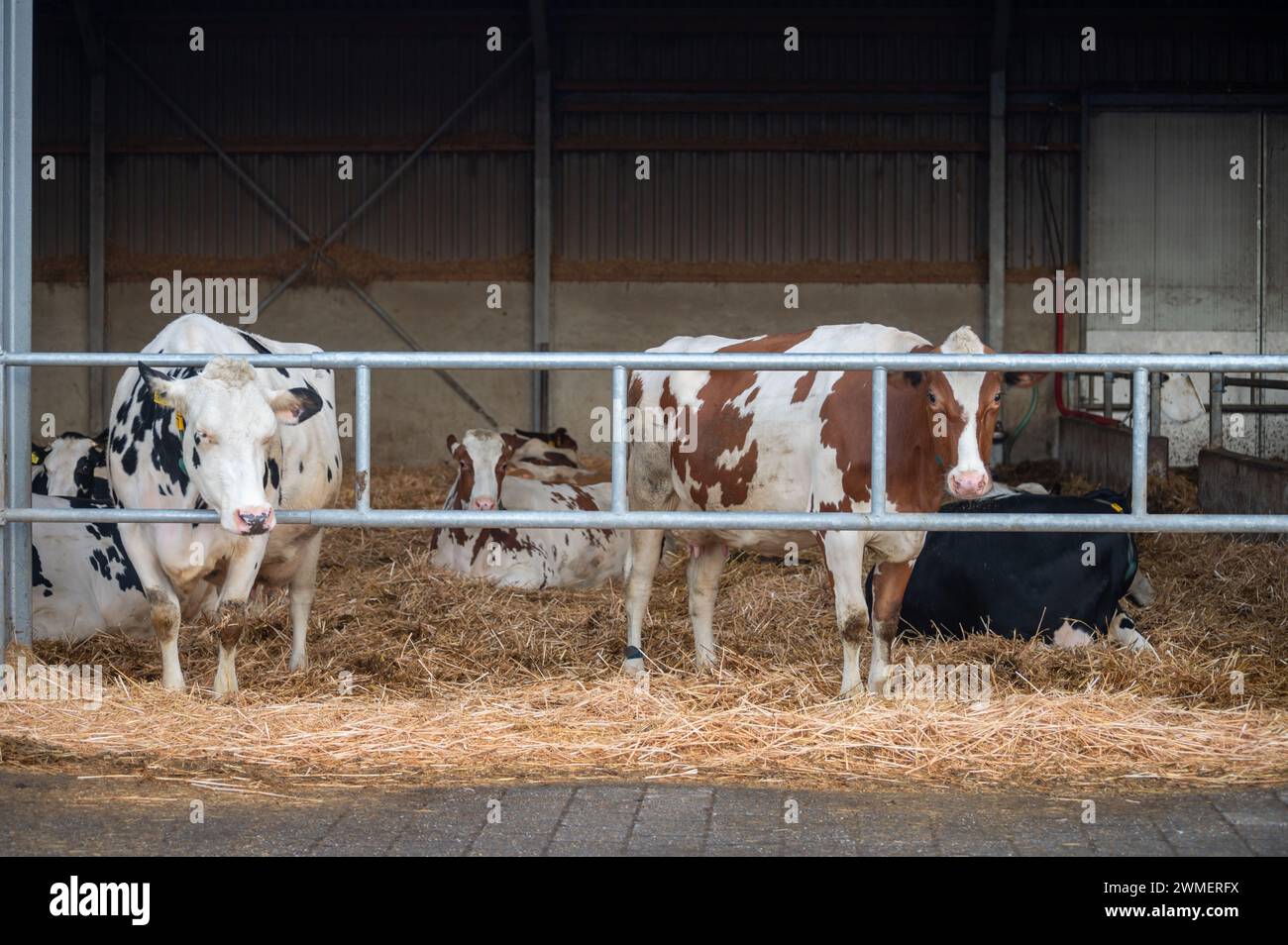 Feeding of cows on organic cheese farm in Netherlands, dutch gouda hard ...