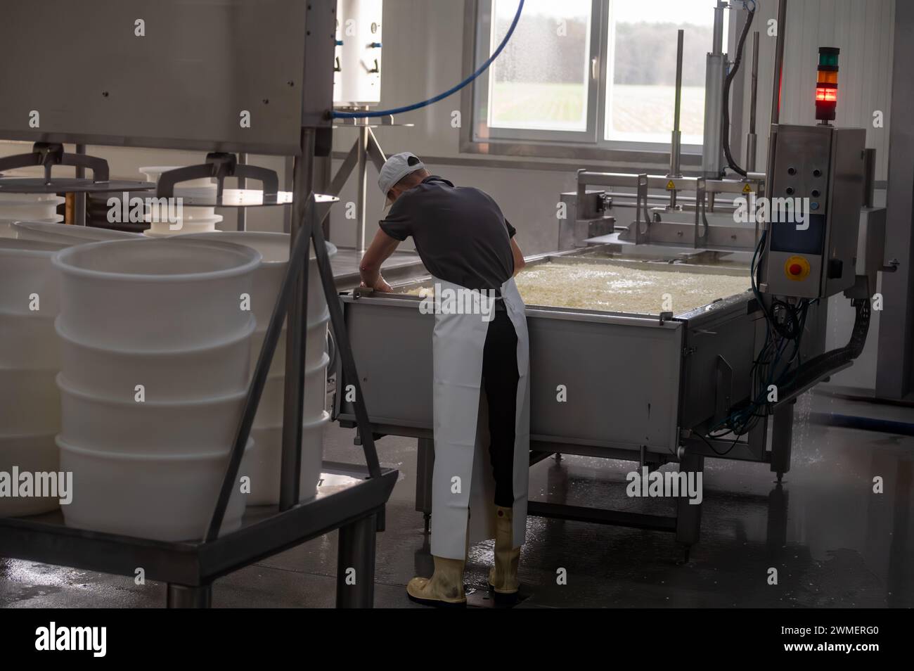 Process of organic cheese making from cow milk on bio cheese farm in ...
