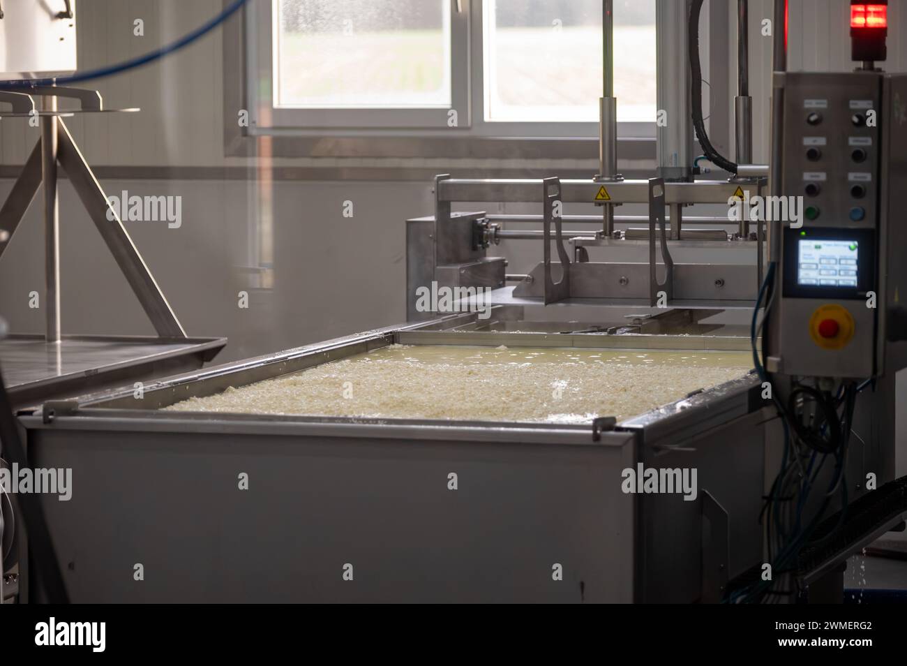 Process of organic cheese making from cow milk on bio cheese farm in ...