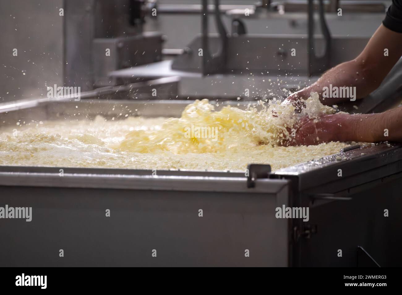 Process of organic cheese making from cow milk on bio cheese farm in ...