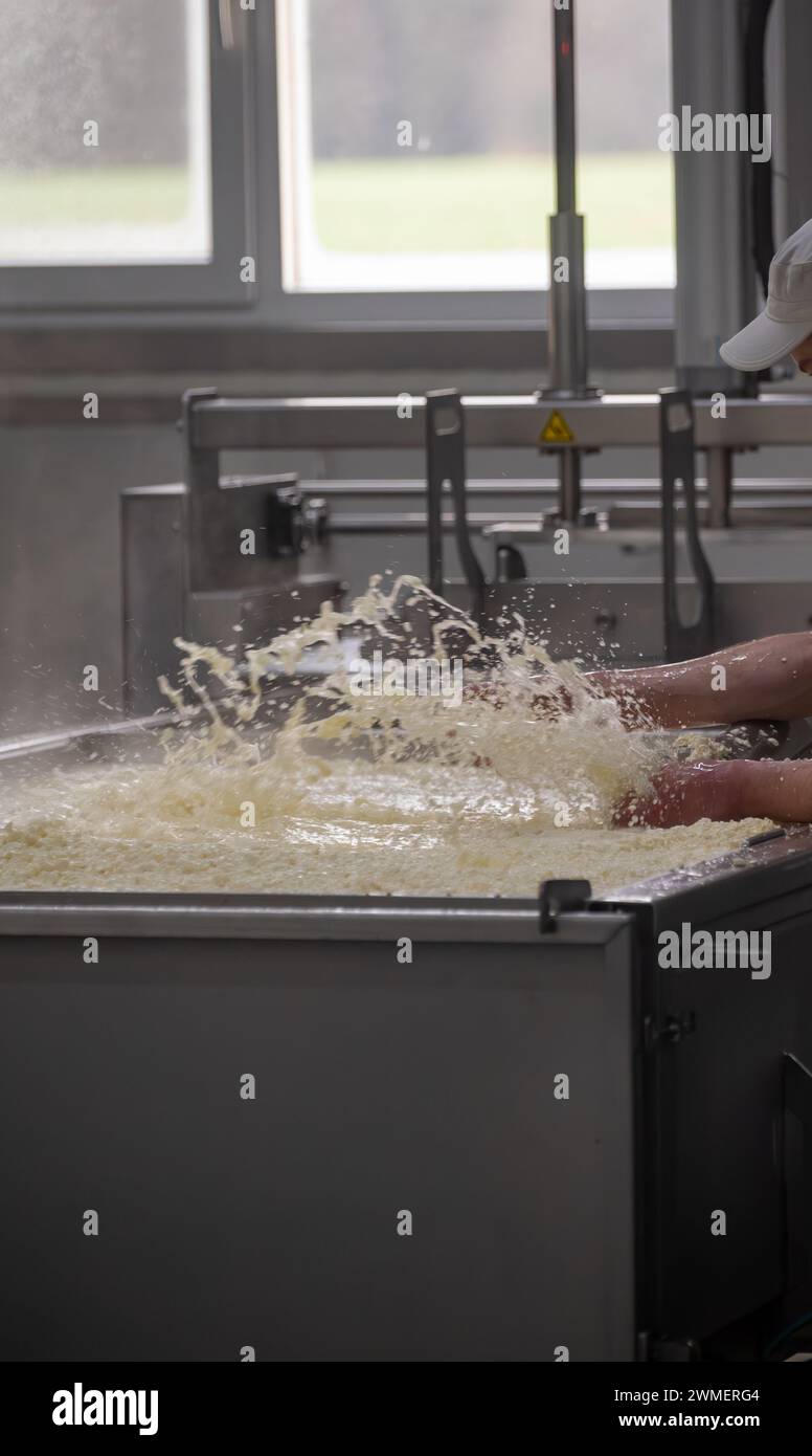 Process of organic cheese making from cow milk on bio cheese farm in ...
