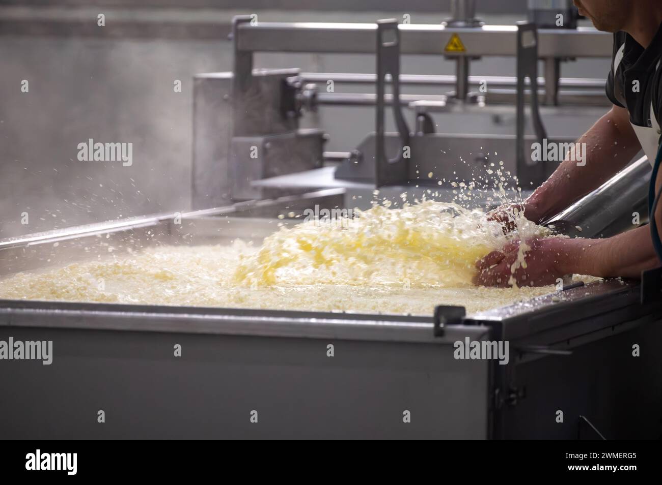 Process of organic cheese making from cow milk on bio cheese farm in ...