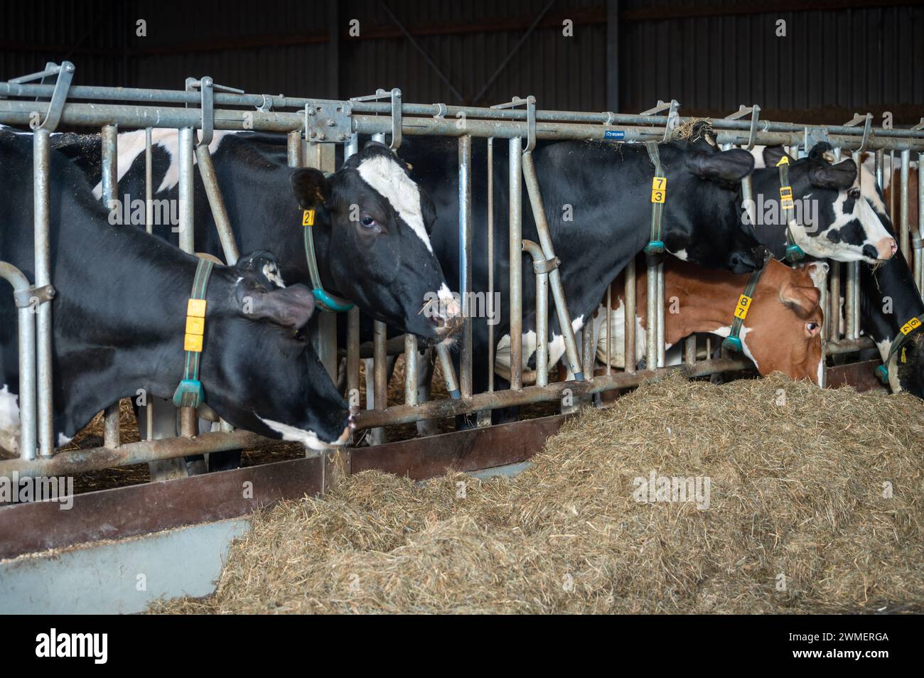 Feeding of cows on organic cheese farm in Netherlands, dutch gouda hard cheese production, farm ...