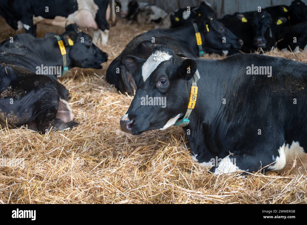 Feeding of cows on organic cheese farm in Netherlands, dutch gouda hard ...