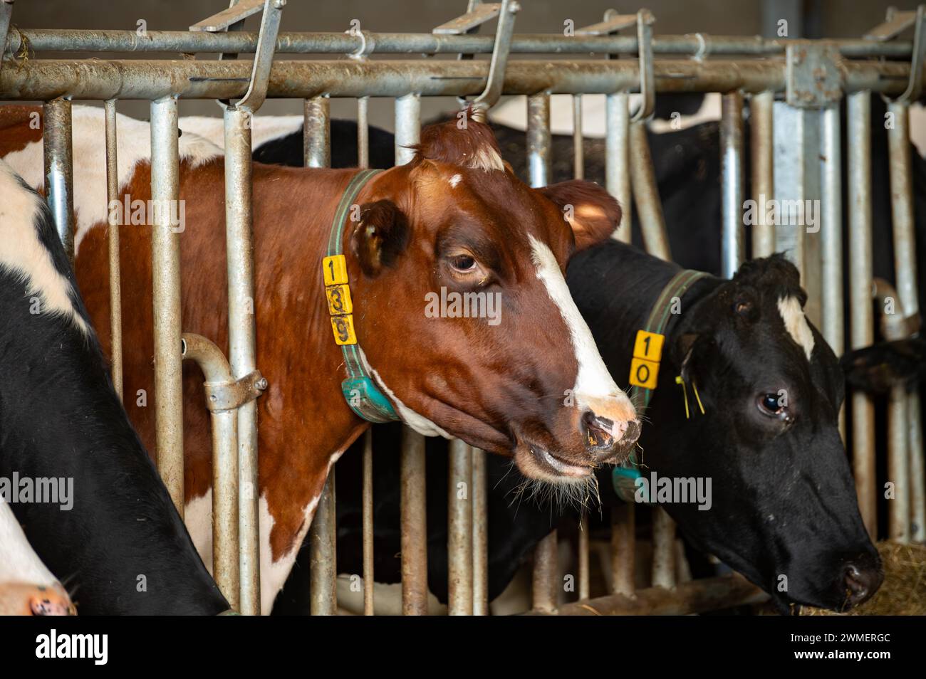 Feeding of cows on organic cheese farm in Netherlands, dutch gouda hard ...