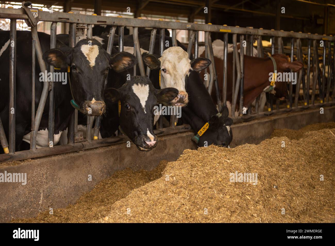 Feeding of cows on organic cheese farm in Netherlands, dutch gouda hard ...