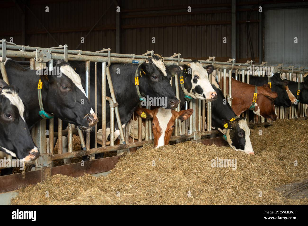 Feeding of cows on organic cheese farm in Netherlands, dutch gouda hard ...