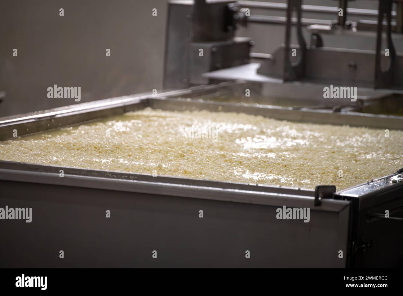 Process of organic cheese making from cow milk on bio cheese farm in ...