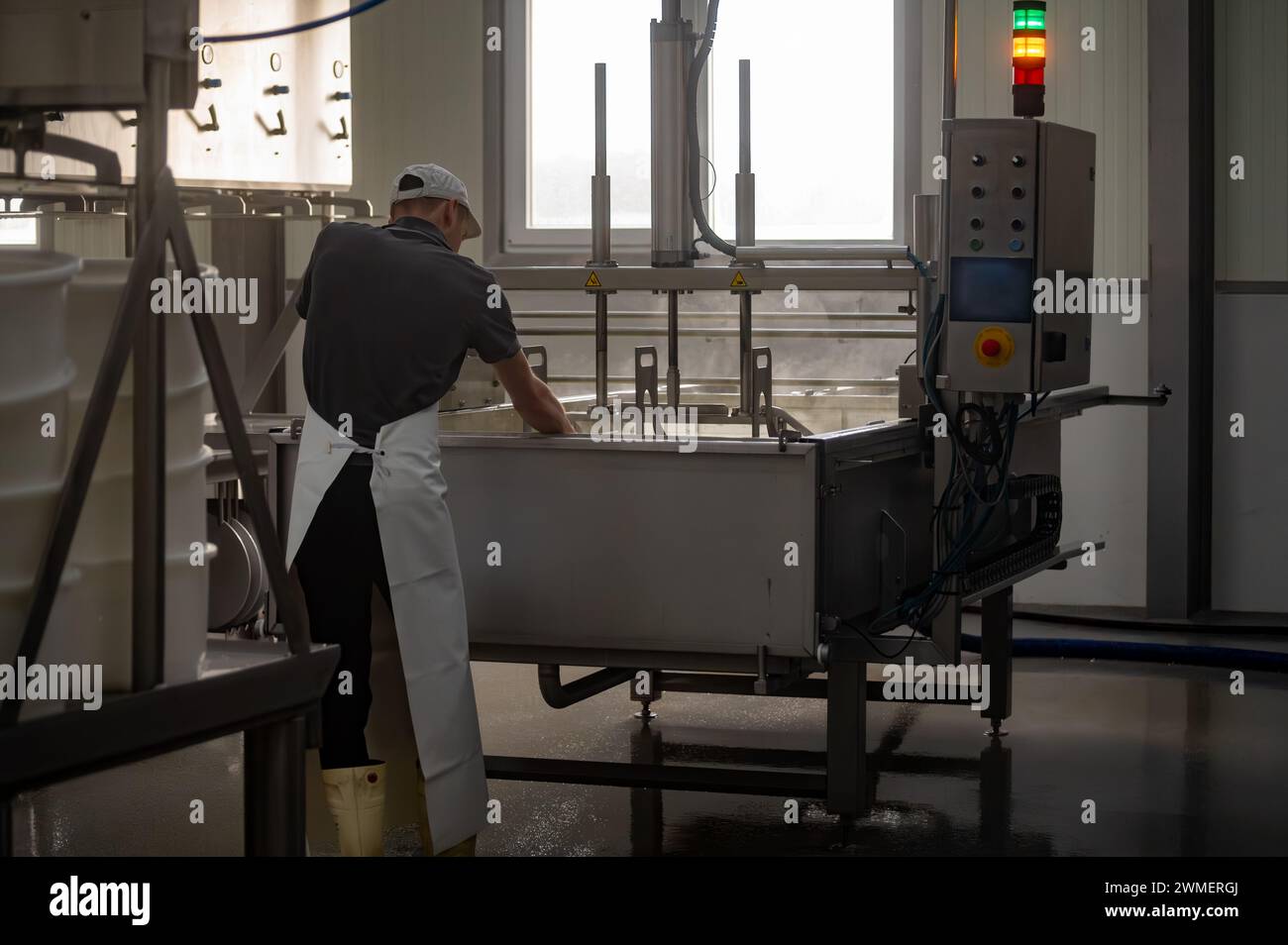 Process of organic cheese making from cow milk on bio cheese farm in ...