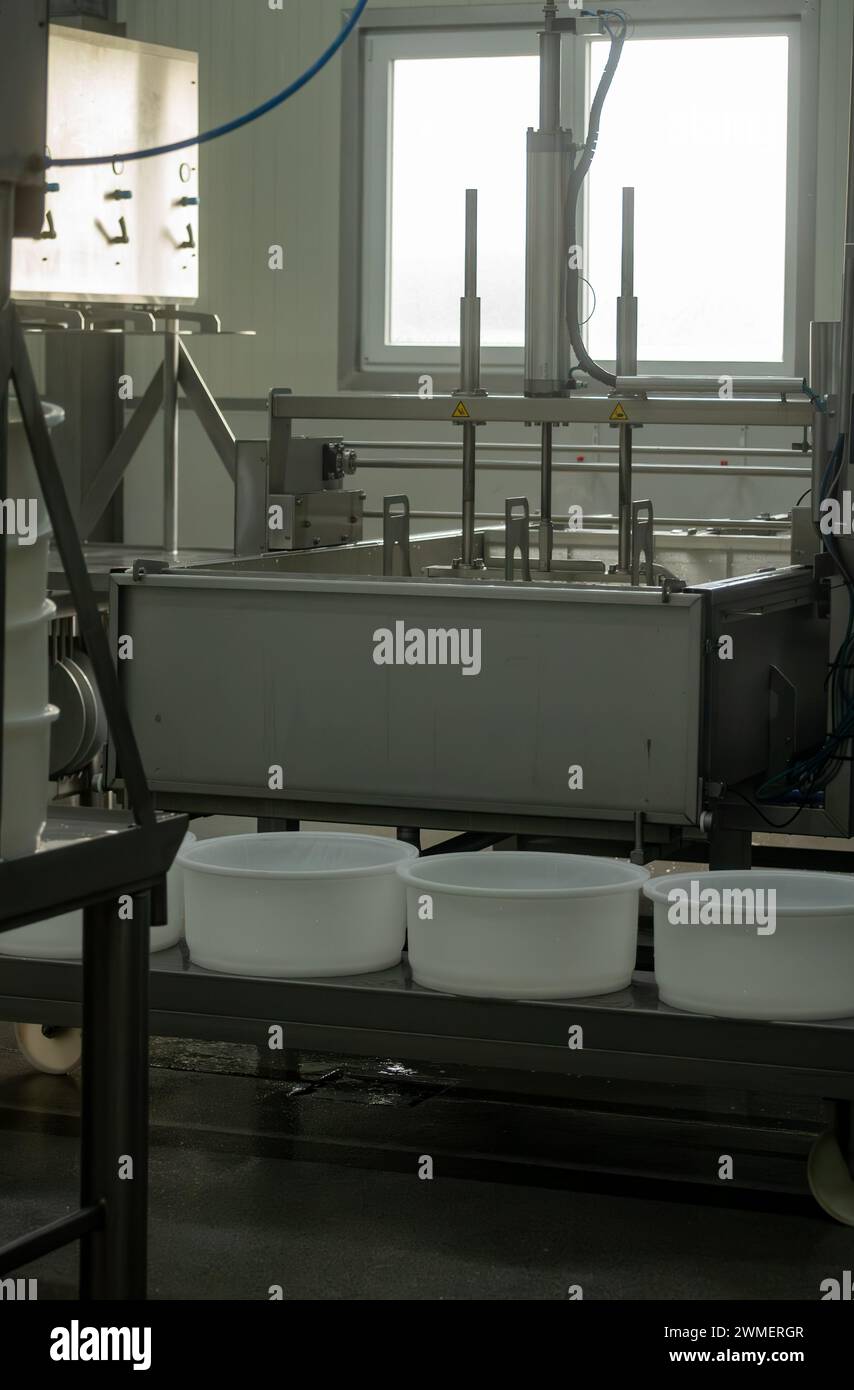 Process of organic cheese making from cow milk on bio cheese farm in ...