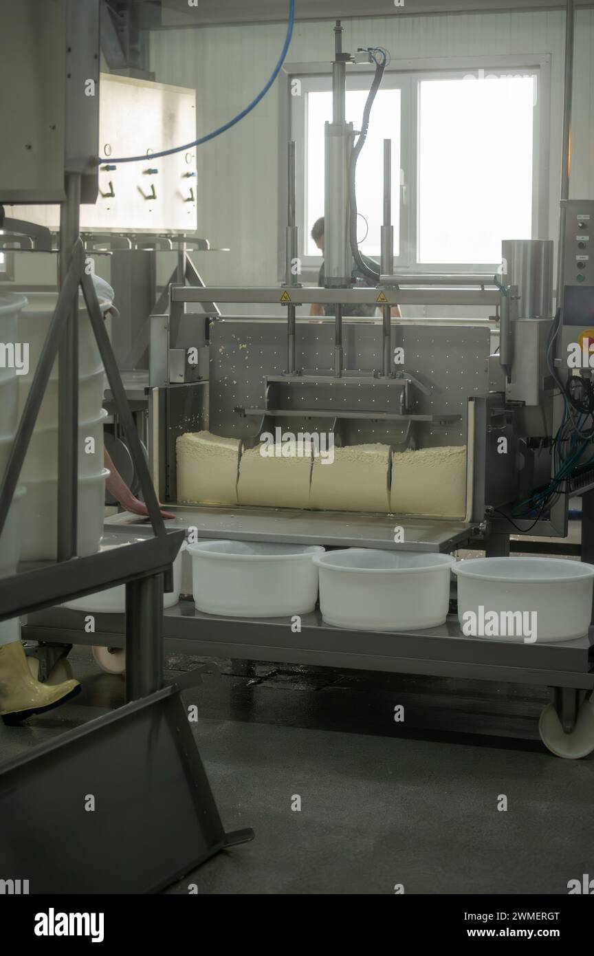 Process of organic cheese making from cow milk on bio cheese farm in ...