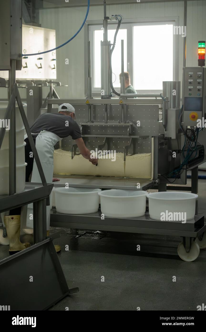 Process of organic cheese making from cow milk on bio cheese farm in ...