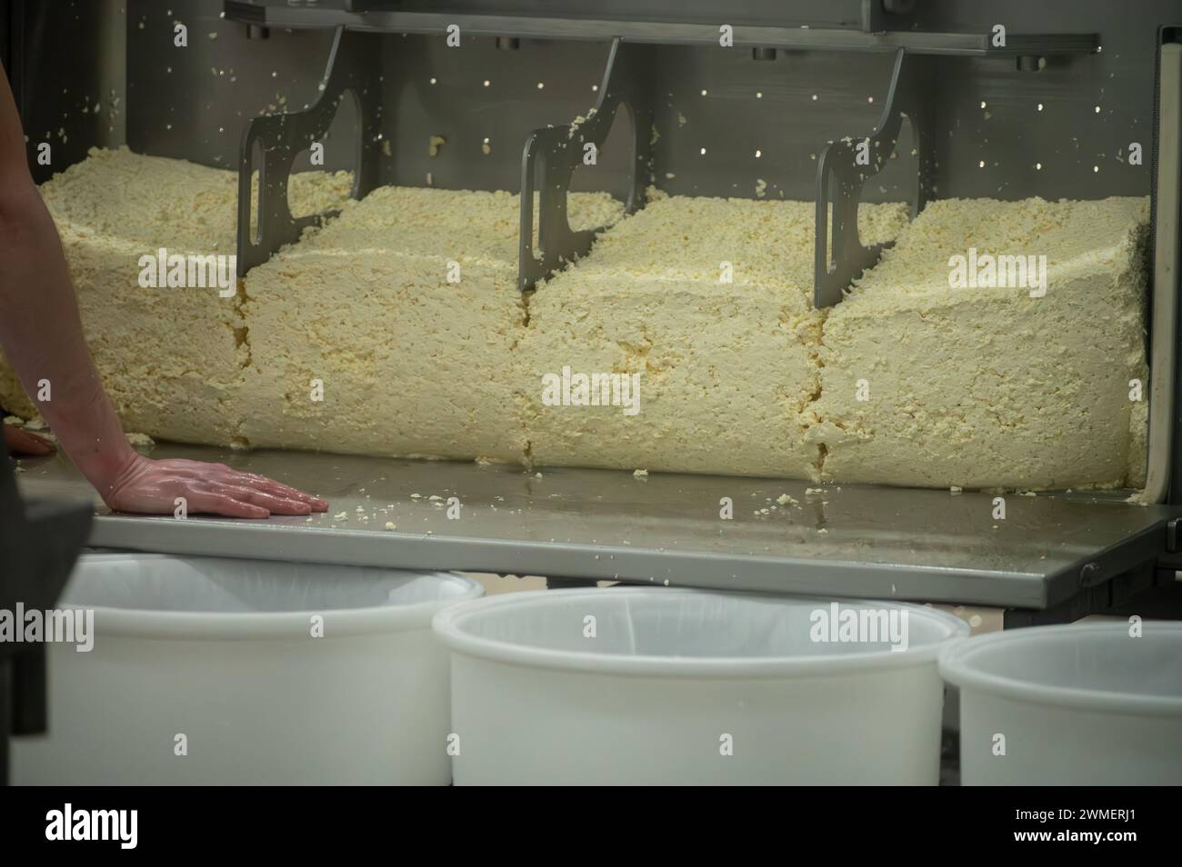 Process of organic cheese making from cow milk on bio cheese farm in ...