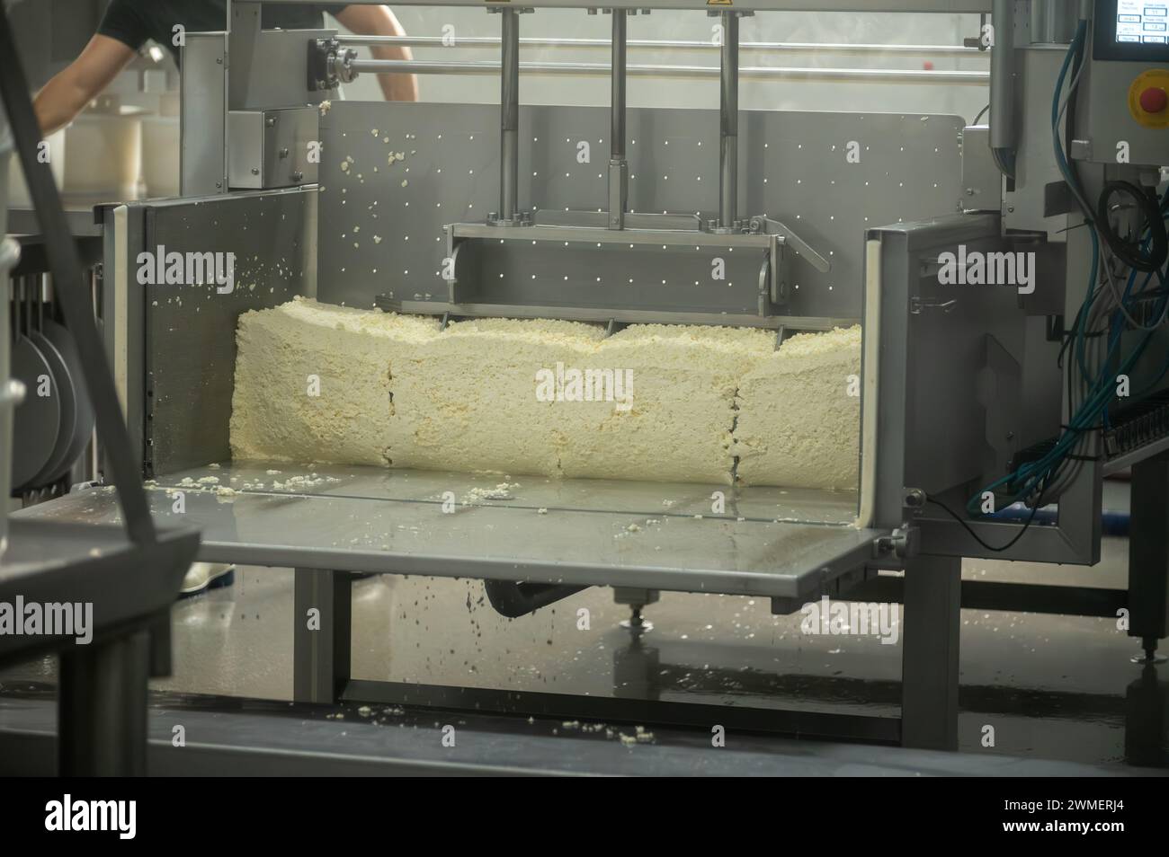 Process of organic cheese making from cow milk on bio cheese farm in ...