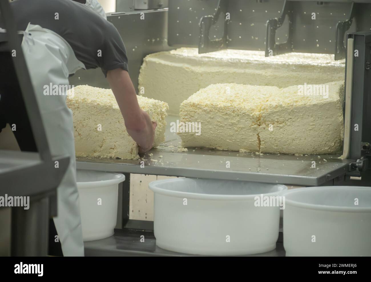 Process of organic cheese making from cow milk on bio cheese farm in ...