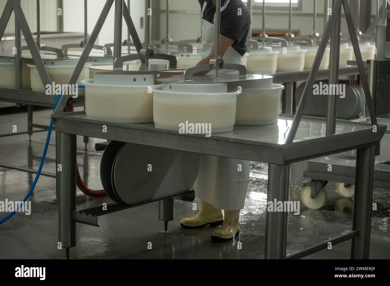 Process of organic cheese making from cow milk on bio cheese farm in ...