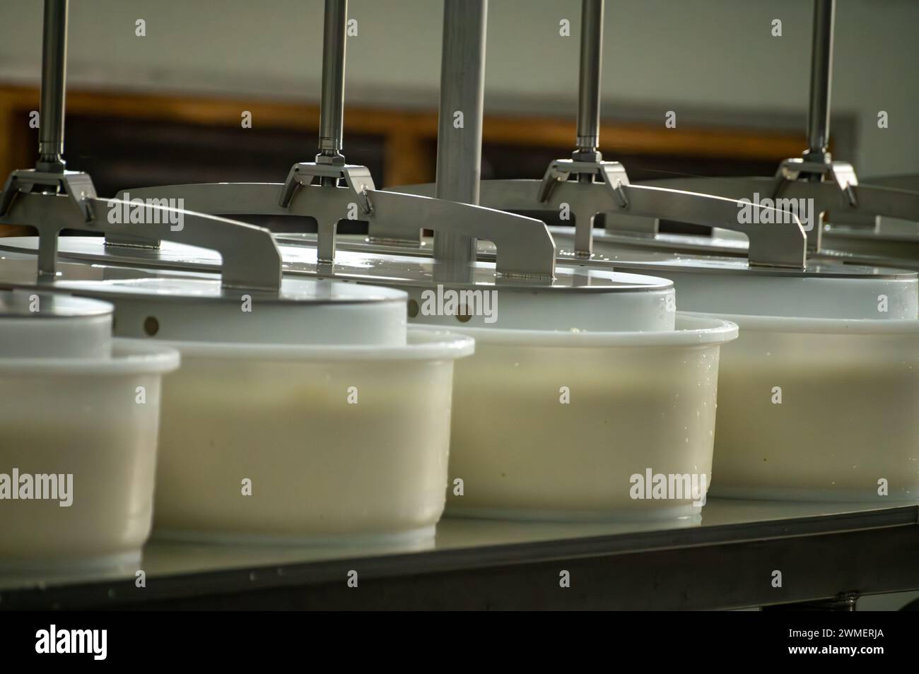 Process of organic cheese making from cow milk on bio cheese farm in ...
