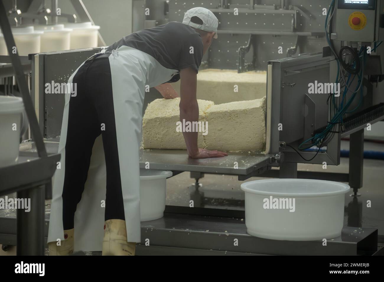 Process of organic cheese making from cow milk on bio cheese farm in ...
