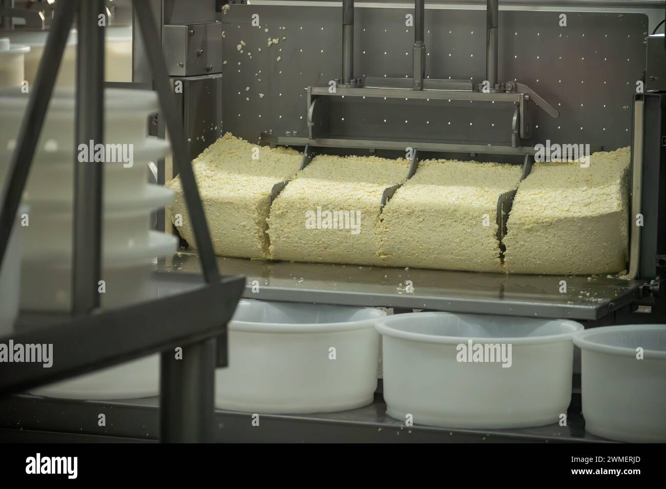 Process of organic cheese making from cow milk on bio cheese farm in ...