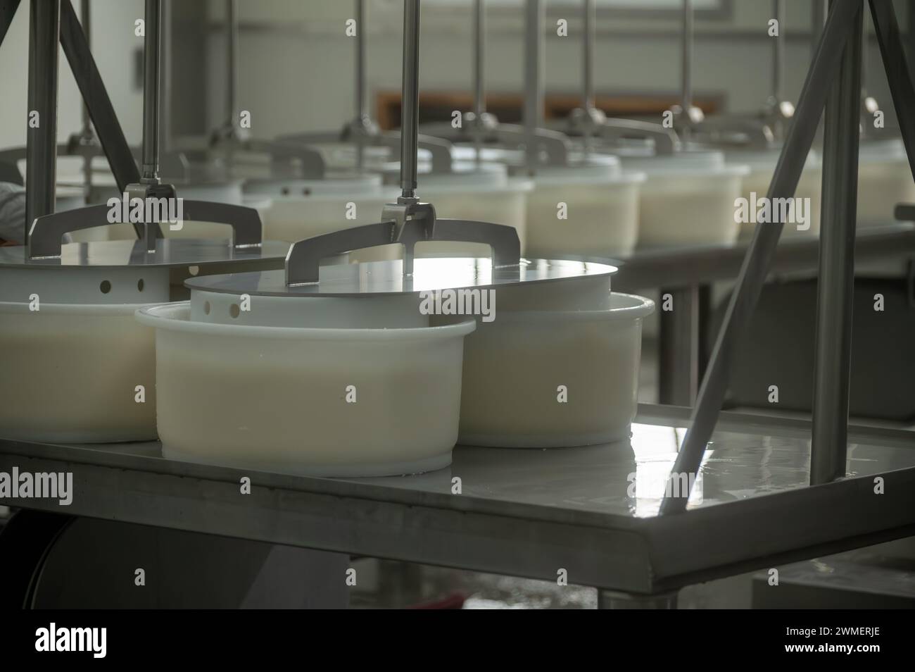 Process of organic cheese making from cow milk on bio cheese farm in ...