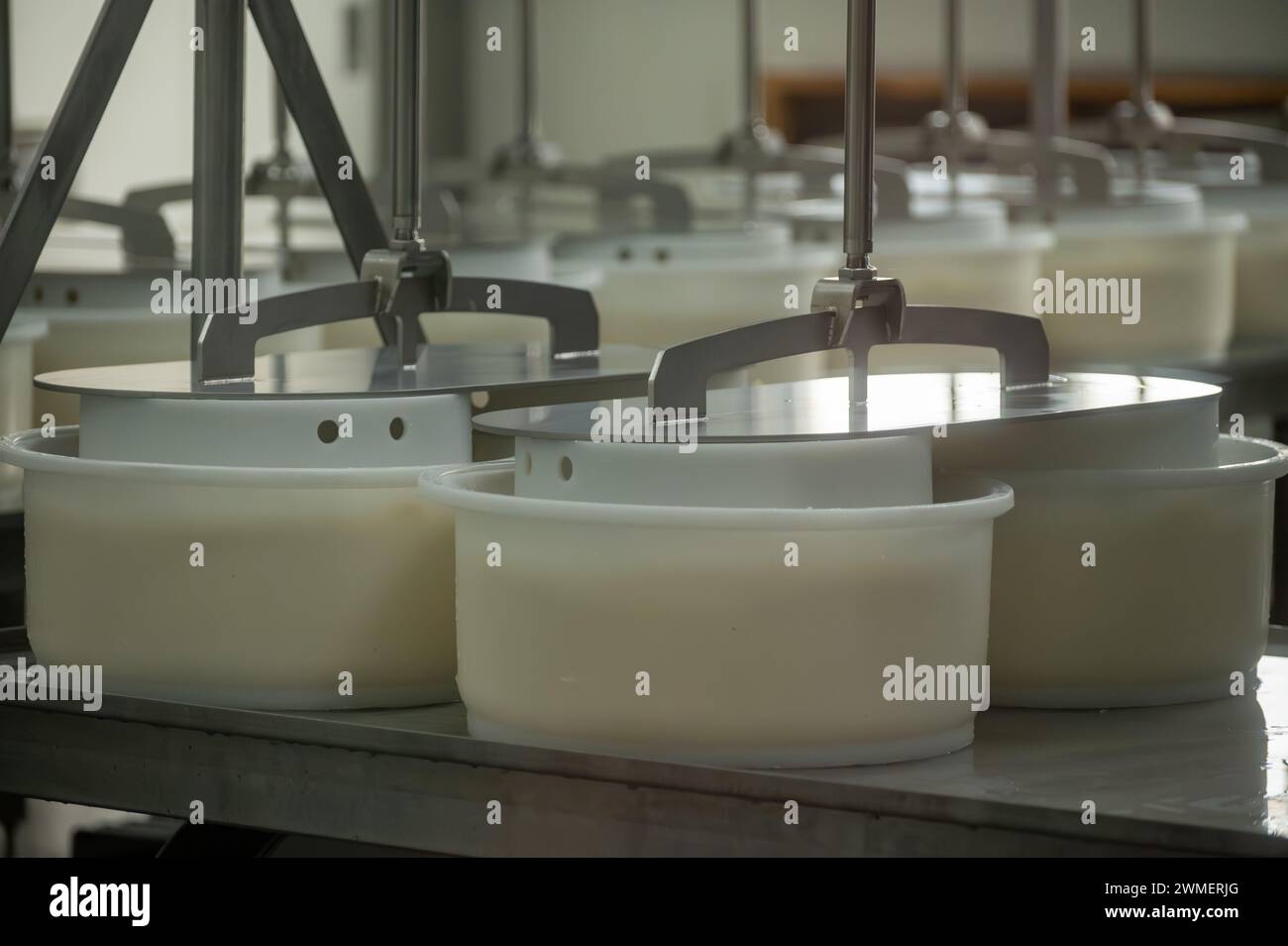 Process of organic cheese making from cow milk on bio cheese farm in ...