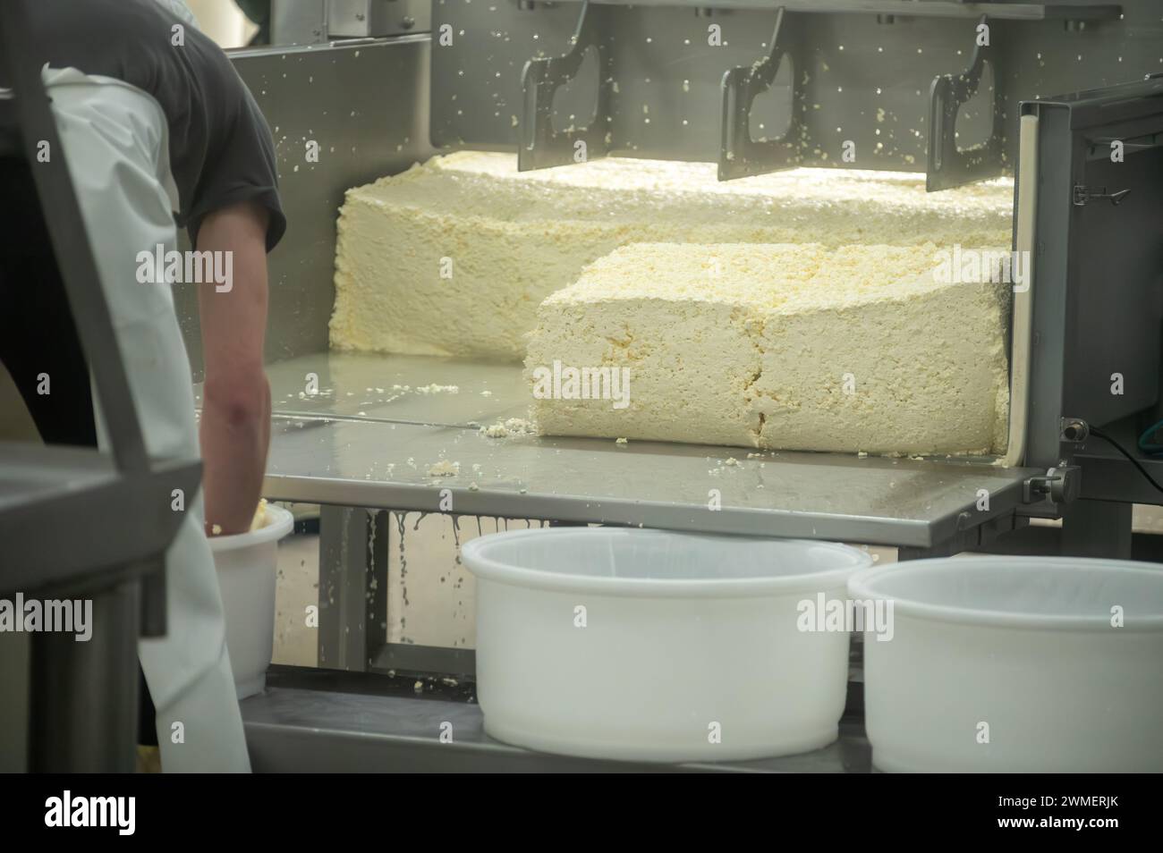 Process of organic cheese making from cow milk on bio cheese farm in ...