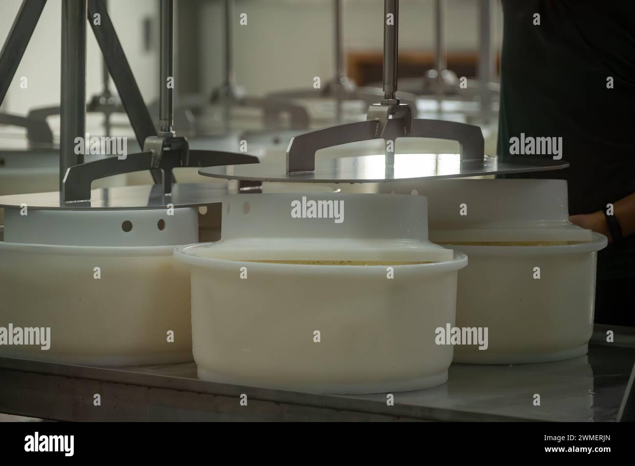 Process of organic cheese making from cow milk on bio cheese farm in ...