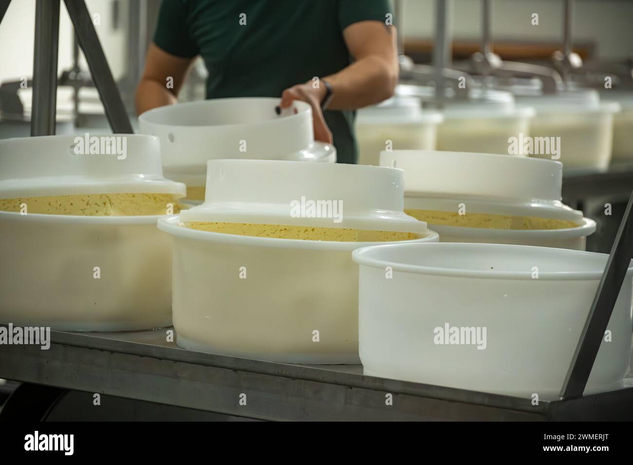 Process of organic cheese making from cow milk on bio cheese farm in ...