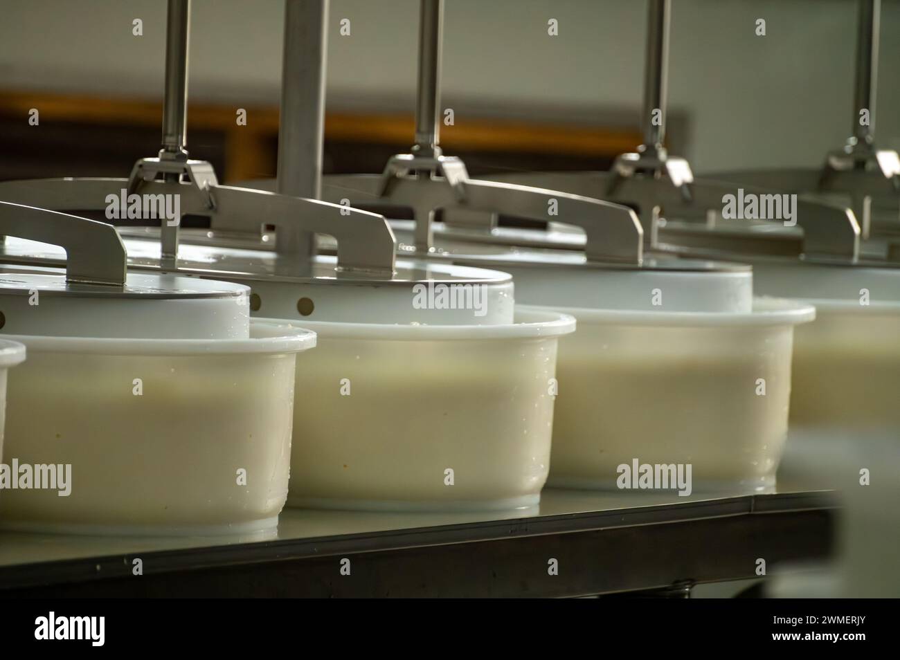 Process of organic cheese making from cow milk on bio cheese farm in ...