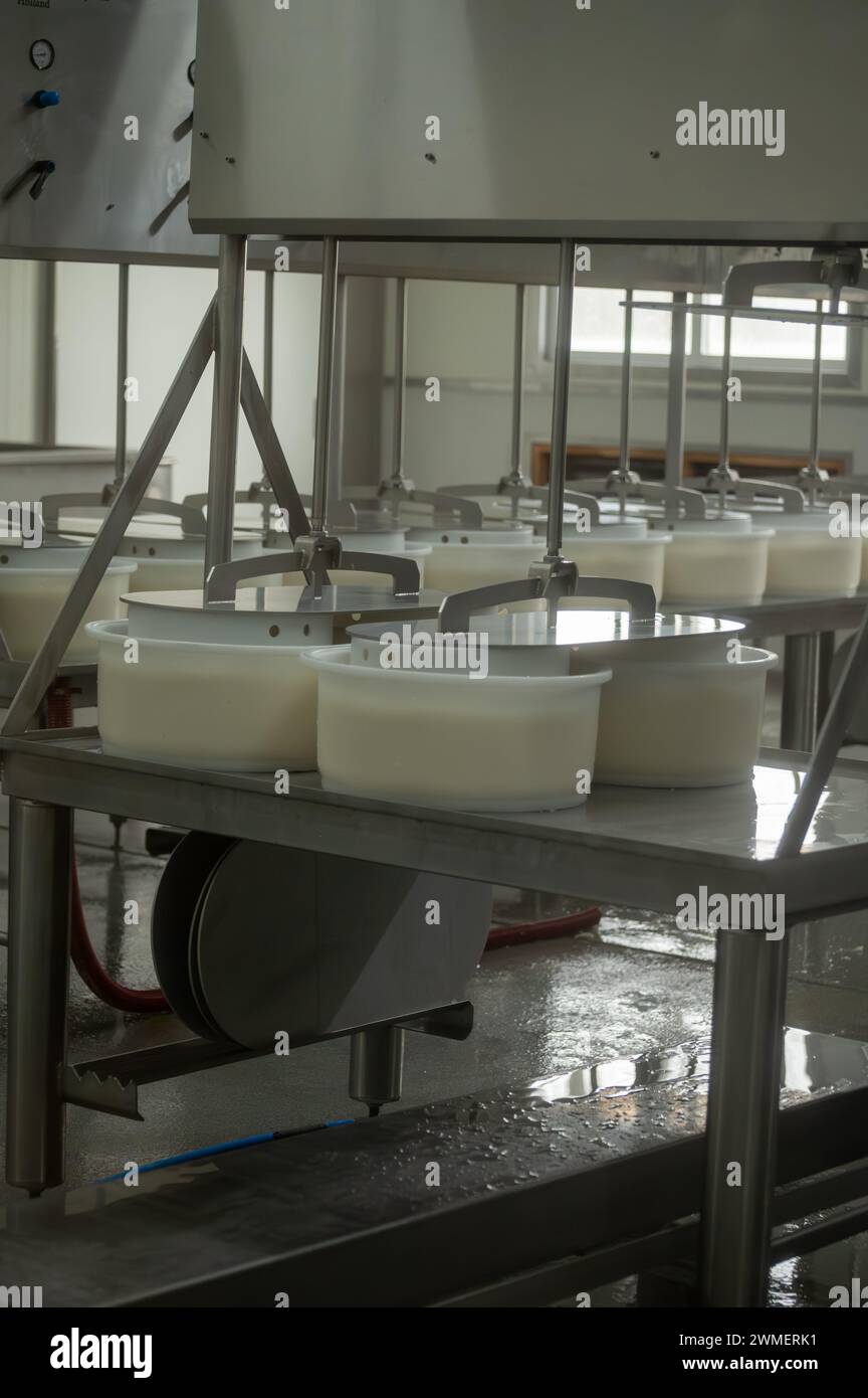 Process of organic cheese making from cow milk on bio cheese farm in ...