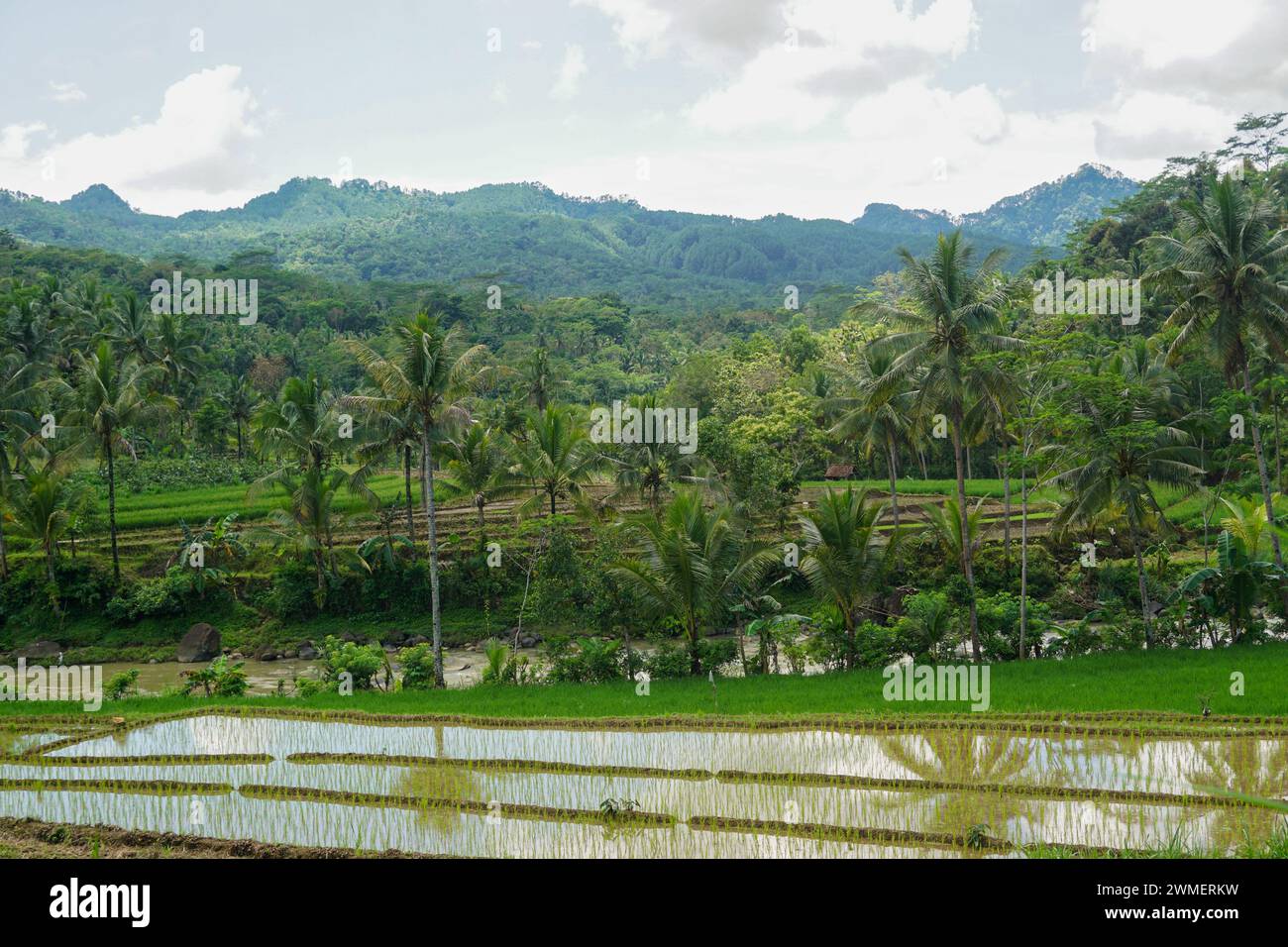 Stock photo of Indonesian natural scenery with green rice fields and ...