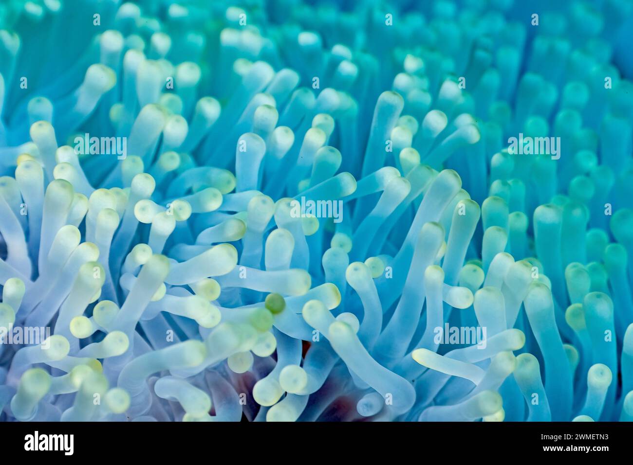 Anemone bleaching due to warm temperature in the Mayotte lagoon Indian ...