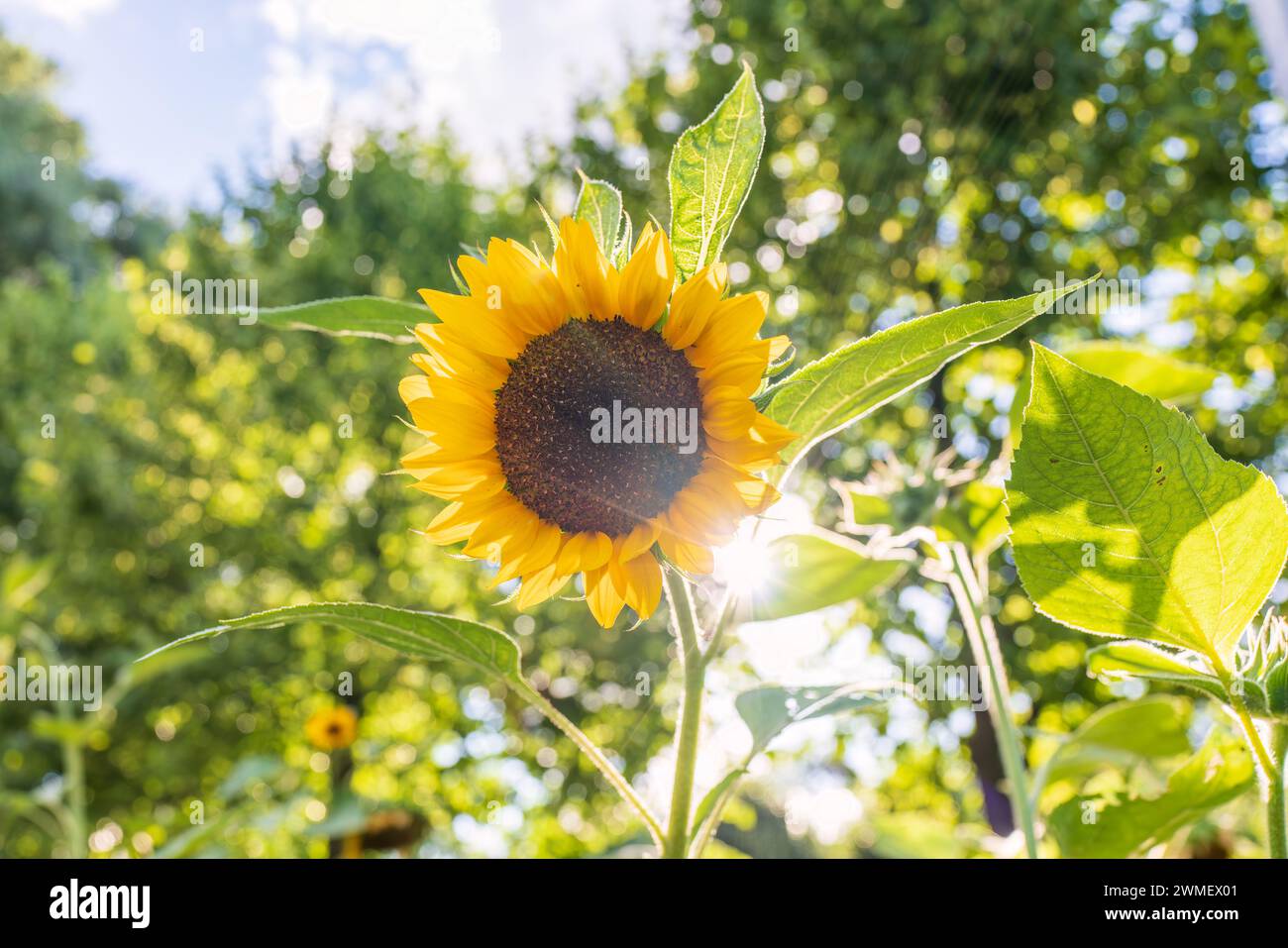Setting sun over field of blooming sunflowers. Bright photo of ...