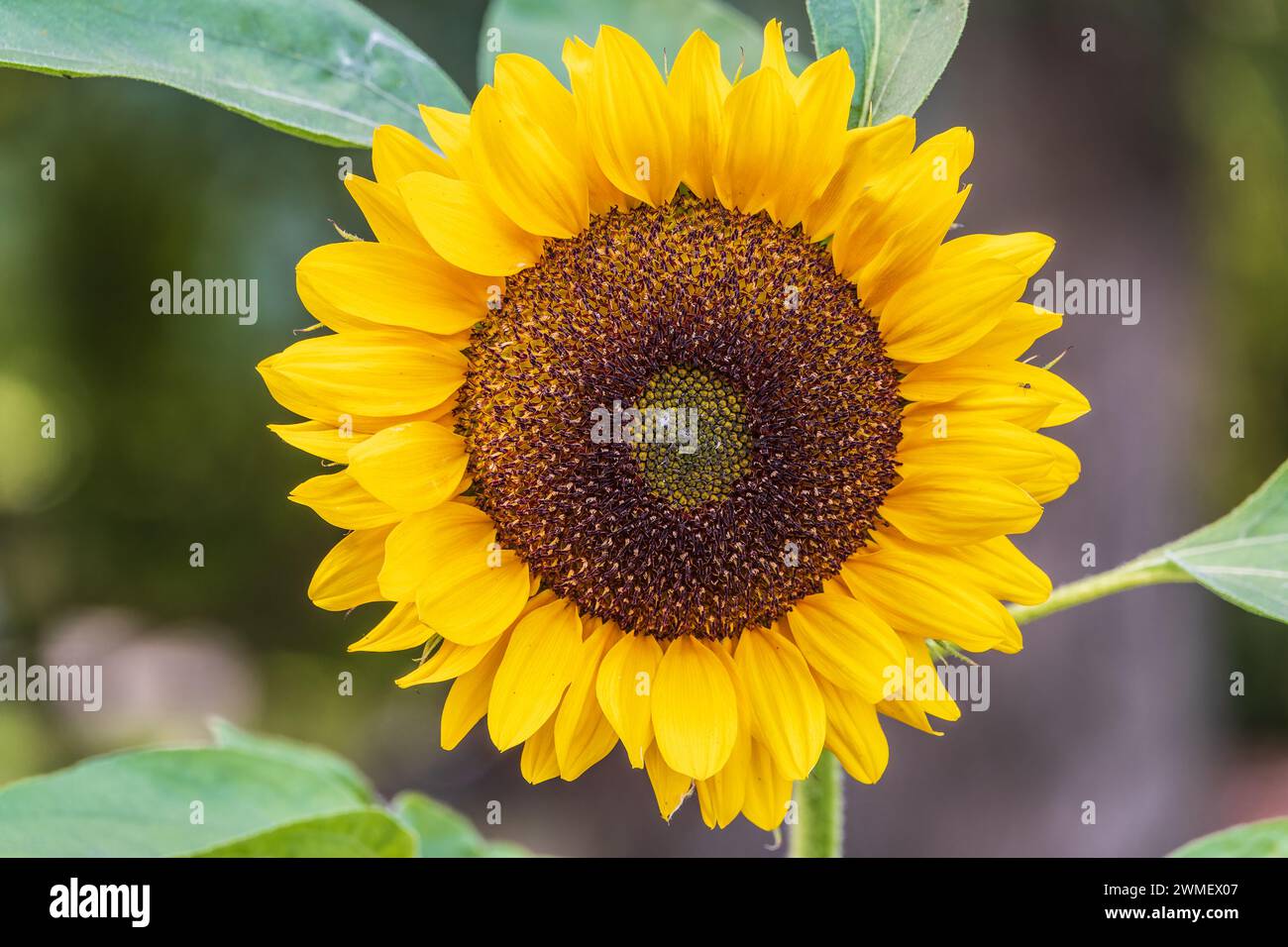 Close-up on the head of sunflower blooming, textures of stamens ...