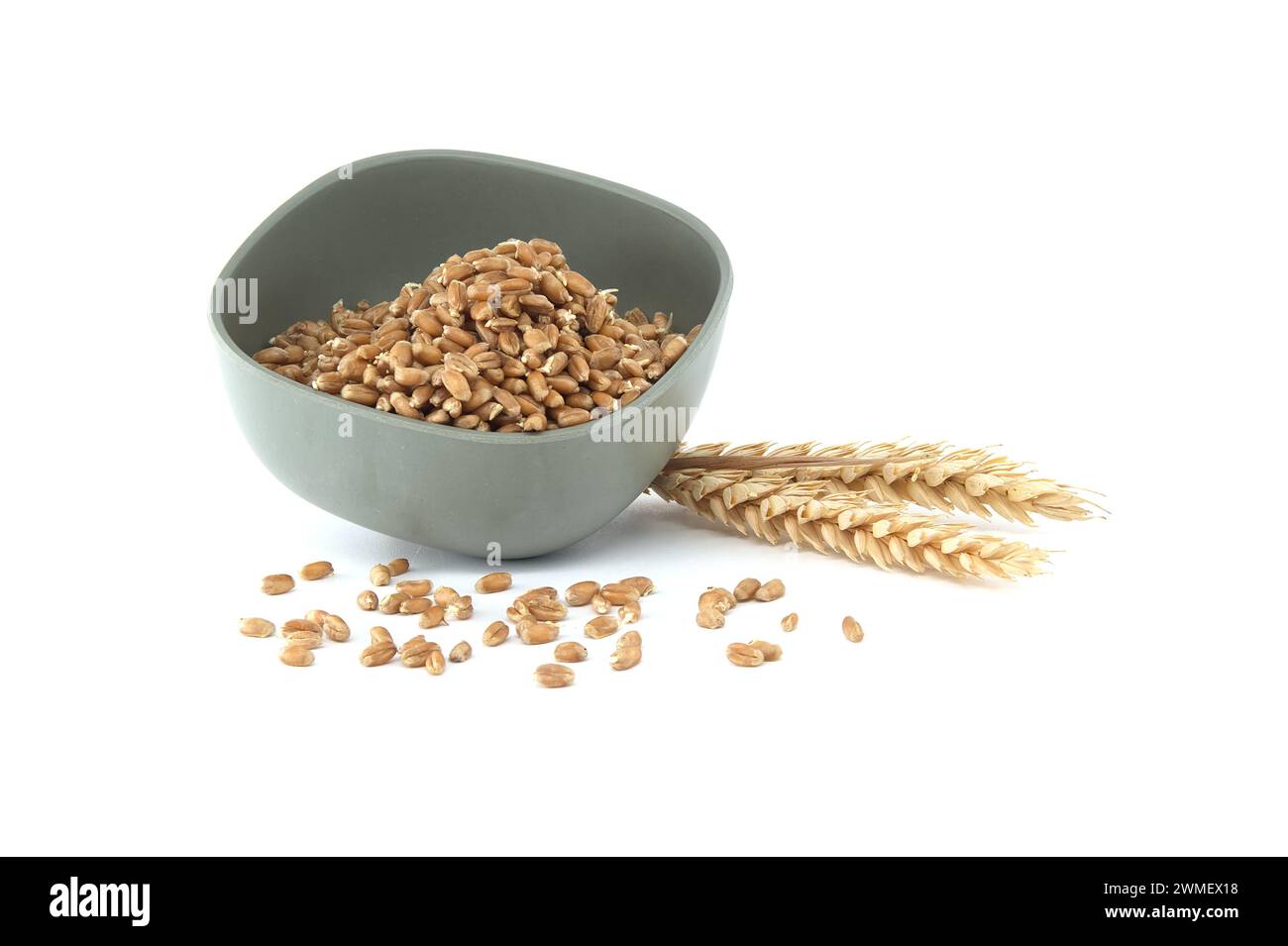 Gray ceramic bowl filled with wheat grains and stalks of ear of wheat ...