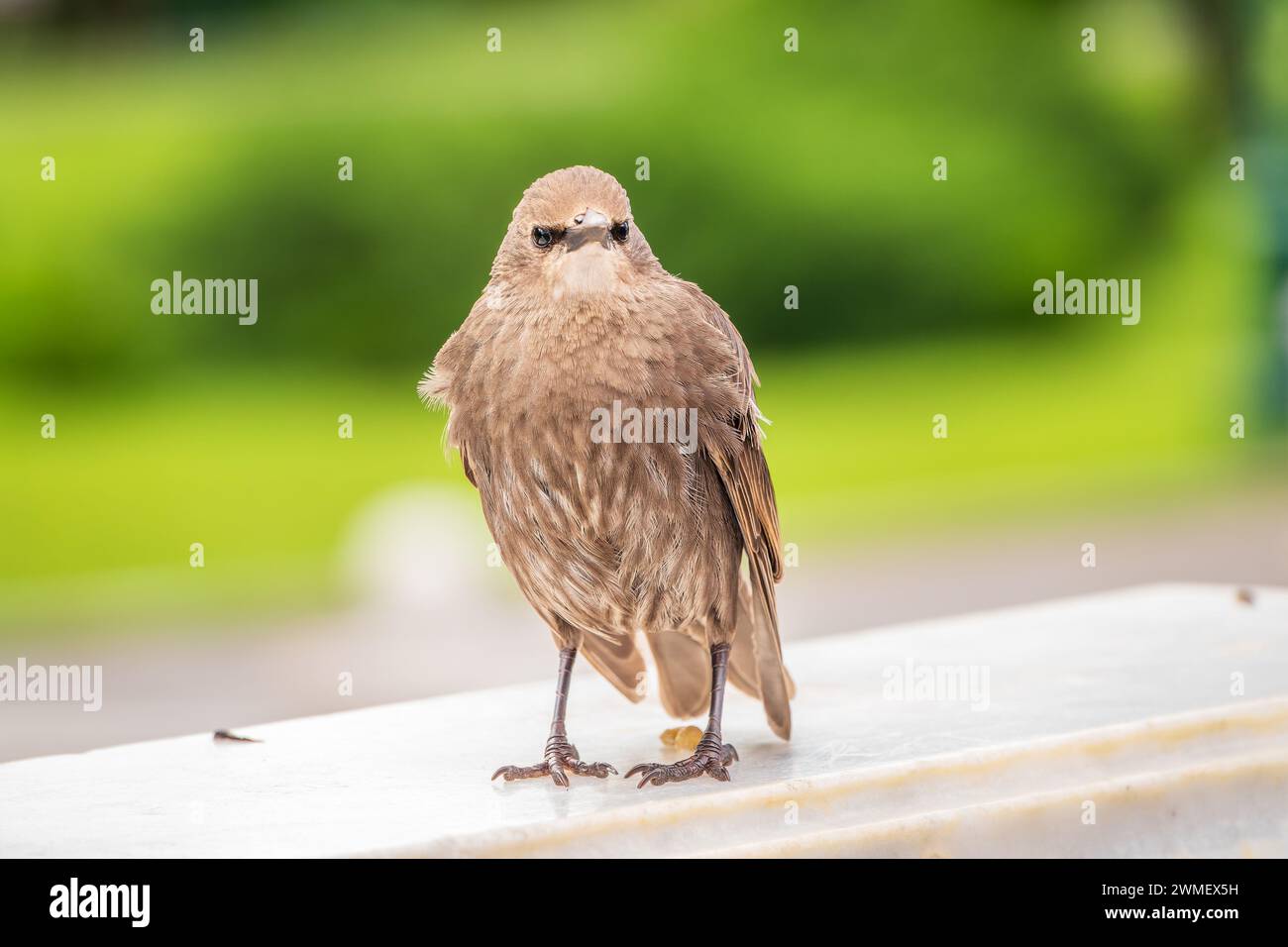 The common starling or Sturnus vulgaris or the European starling is a ...
