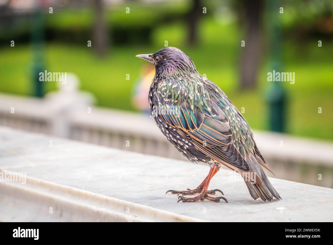 The common starling or Sturnus vulgaris or the European starling is a ...