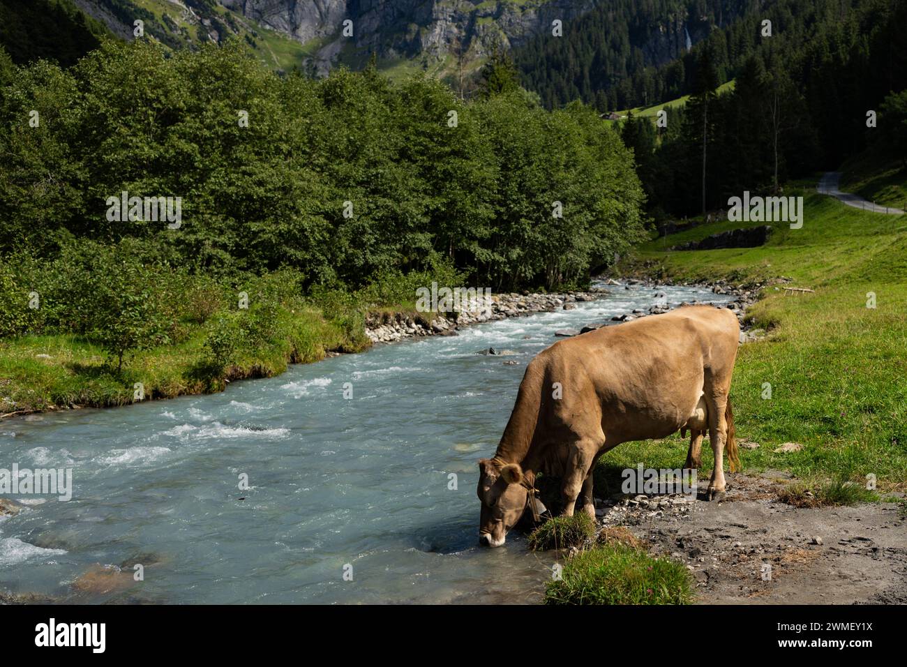 Jersey Cow grazes in alpine meadows. Cows at sunset. Cow on a green ...