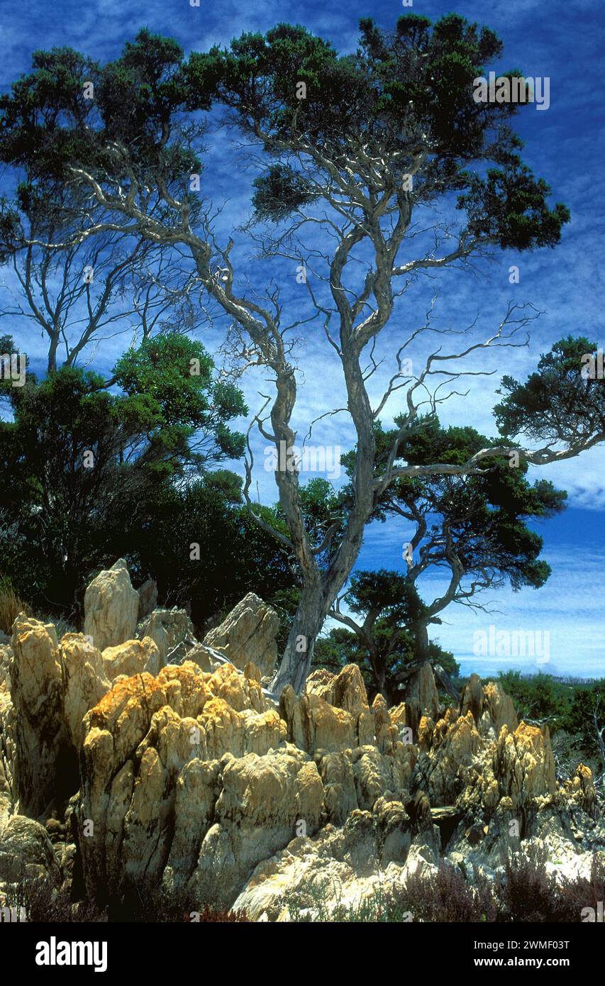 Paper bark tree ( myrtaceae ) growing amongst sandstone, Southwest ...
