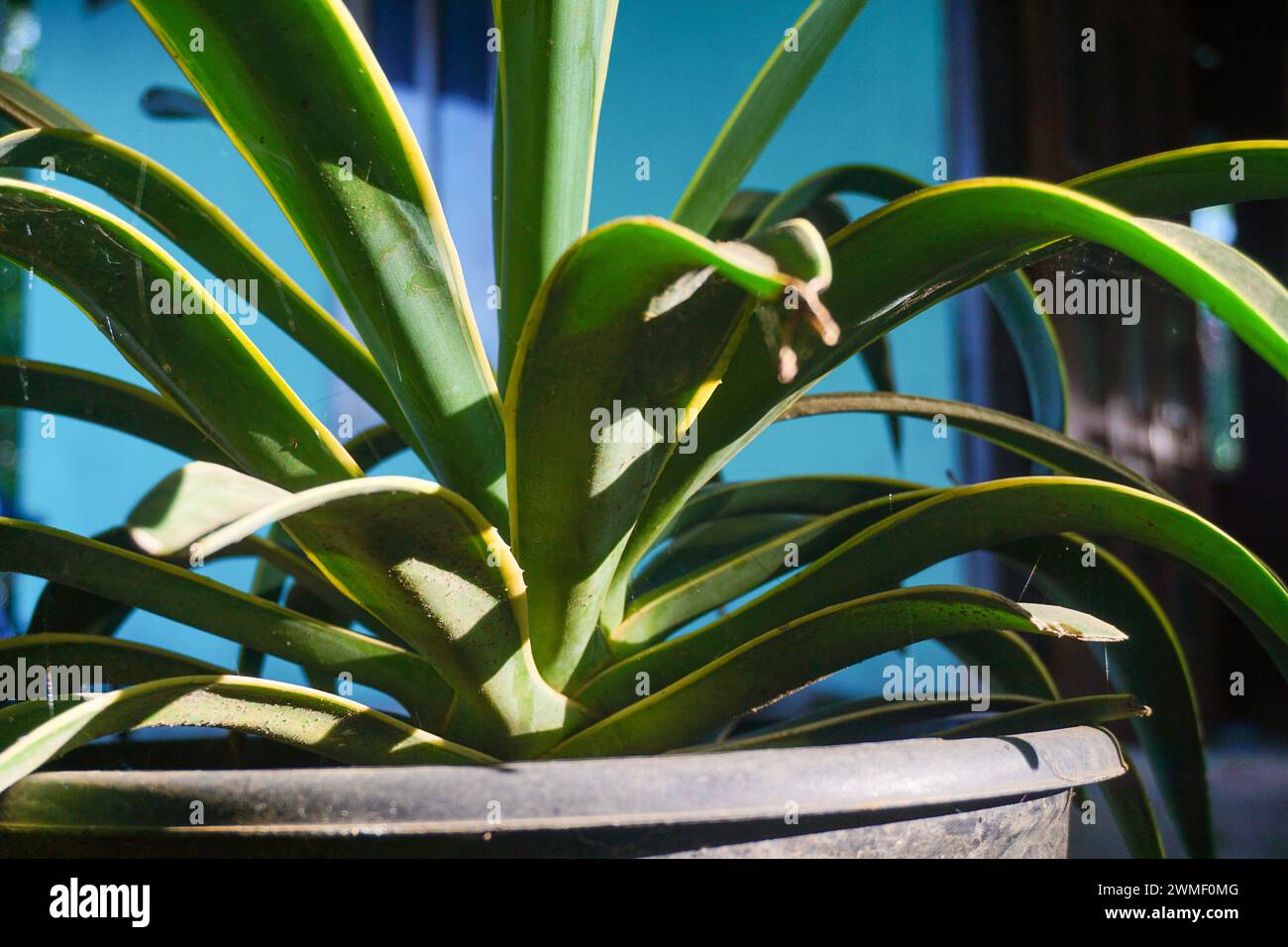 Stock photo of modern home garden composition filled with many ...