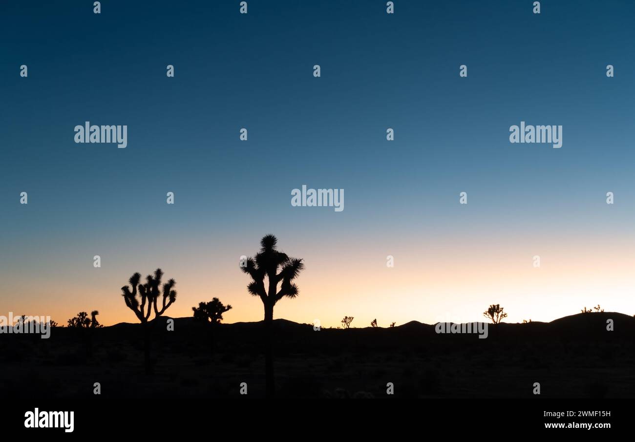 Cactus Trees (Yucca Brevifolia) Silhouette Multi Colored Sunset Sky ...