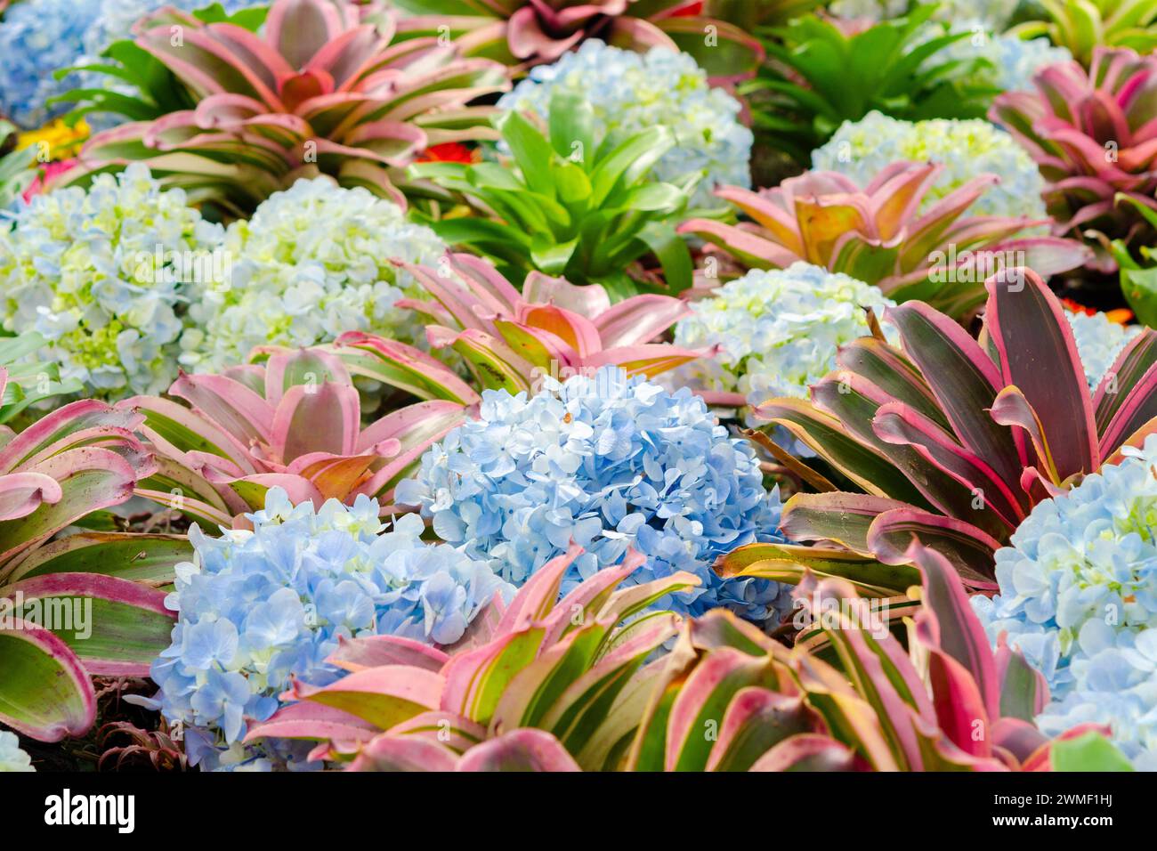 Beautiful hydrangea flower and nature plant in garden background Stock ...