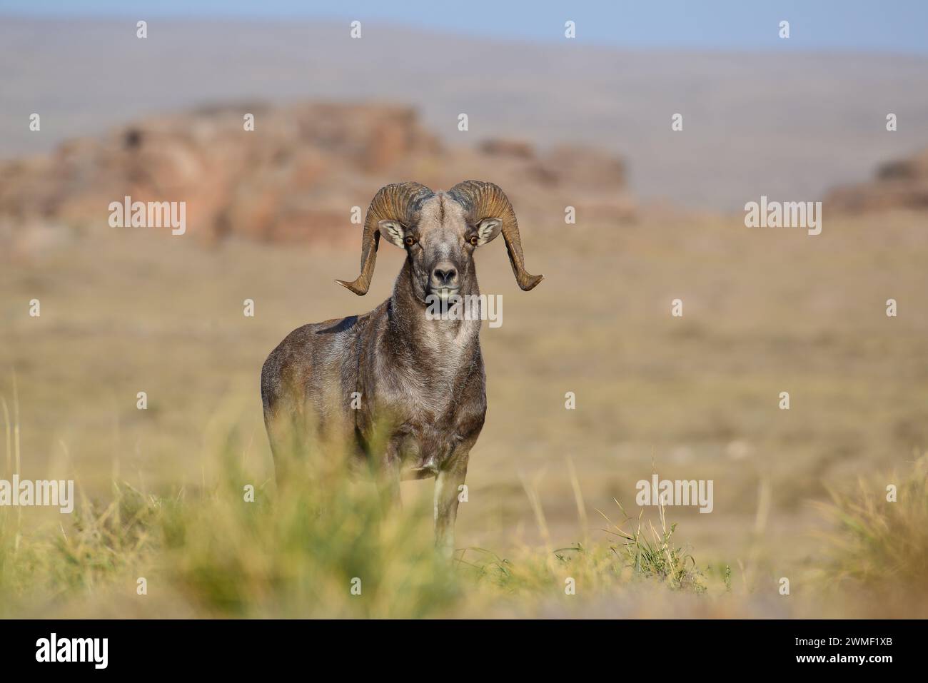 Mongolia sheep hi-res stock photography and images - Alamy