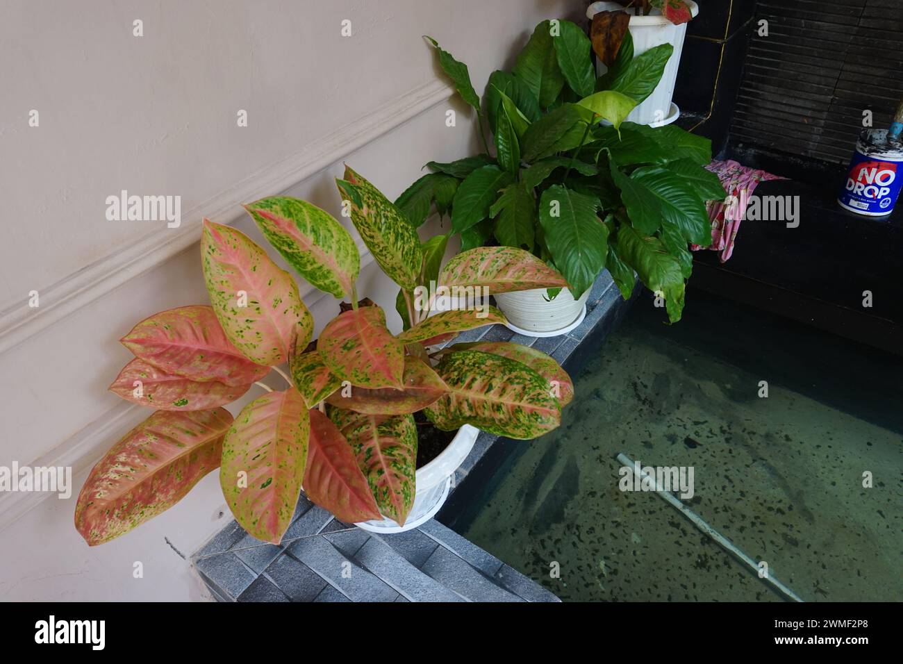 Stock photo of modern home garden composition filled with many ...